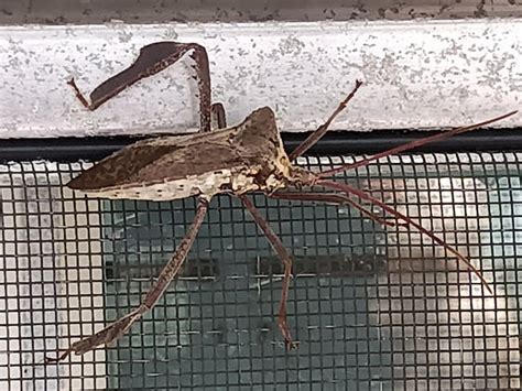 Bug Acanthocephala Declivis Bugguide Net