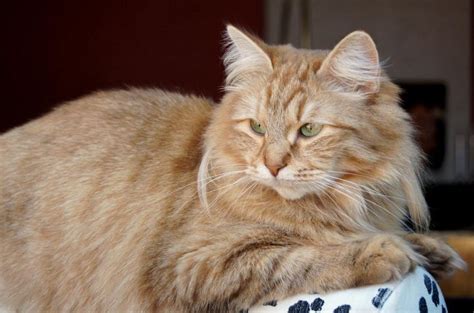 Very Special Cinnamon Torbie Sibirische Katze Katze Anatomie Schönen Katzen