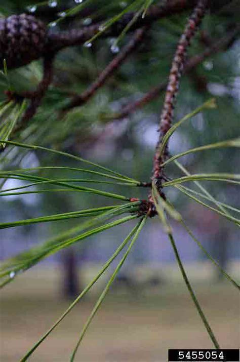 Arkansas Tree Database Shortleaf Pine