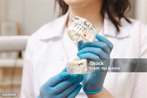 흰색 배경에 고립 된 치과 턱 모델을 들고 젊은 여성 치과 의사 건강관리와 의술에 대한 스톡 사진 및 기타 이미지 건강관리와 의술 건강한 생활방식 구급대원 Istock