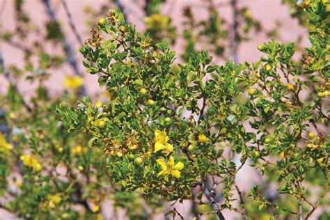 Using Creosote For Vegetable Gardens Flower Friday Creosote Red