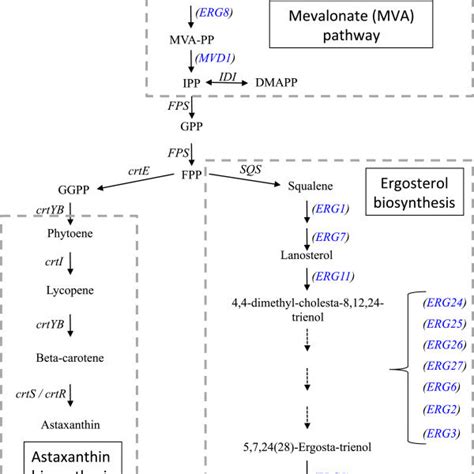 Mevalonate Pathway Astaxanthin And Ergosterol Biosynthesis The Arrows