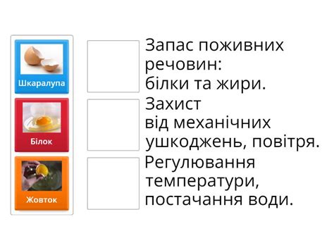 Будова яйця Match Up