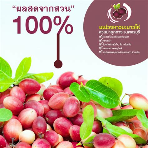 คุณค่าทางโภชนา มะม่วงหาวมะนาวโห่ สวนมาถูกทาง จ เพชรบุรี