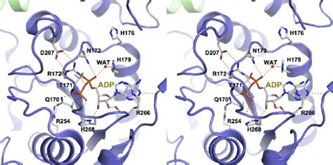 Active Site Of The Atp Sulfurylase Domain Stereo View Of The B Subunit Download Scientific