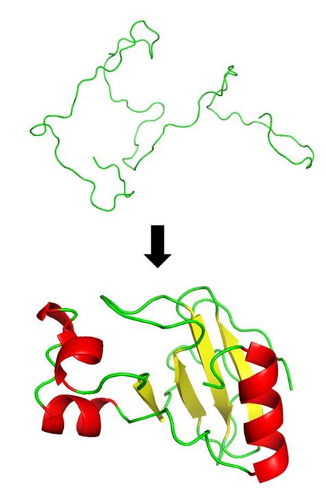Ribbon Diagram Of Protein Structure