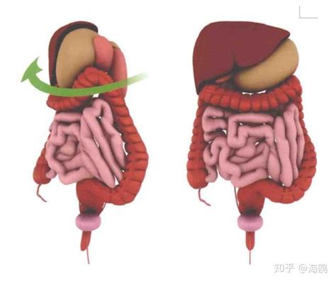 腹内斜肌腹外斜肌 影响身体旋转的重要肌肉 知乎