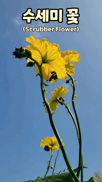 시골집 담벼락에 많이 키웠었지요 기침 비염 천식 가래 변비예방 피부노화방지 등 효능이 많아요 꽃말은 여유 유유자적 20240714 24~32° 오후부터