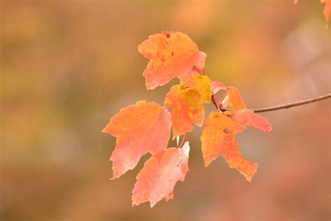 Fall Colored Leafs Robert Prender Flickr