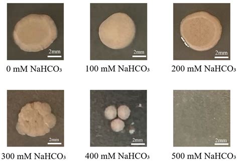 Maize Endophytic Plant Growth Promoting Bacteria Peribacillus Simplex
