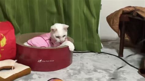 絵描猫🦋 🌟💛 On Twitter Rt Nekokamasu 猫がへたくそ過ぎて泣きそう