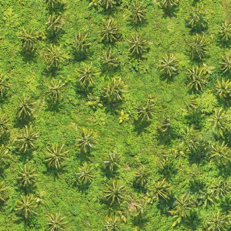 Tree Counting Instance Segmentation Dataset And Pre Trained Model By Test