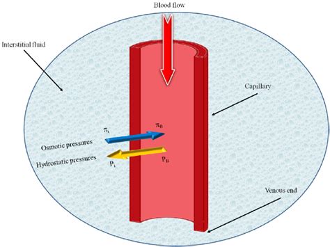 Capillary Microcirculation Schematic And Different Types Of Pressure Download Scientific