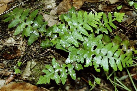 Asplenium Aureum × Asplenium Onopteris The Ferns Of Macaronesia