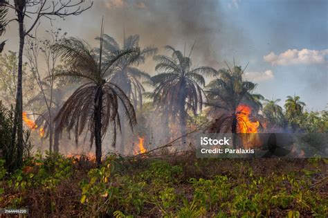 아마존 열대 우림 불법 삼림 벌채 화재 조감도로 가축 콩 및 농업을위한 땅을 엽니 다 환경 생태 기후 변화 지구 온난화 보존 Co2 자연의 개념 0명에 대한 스톡 사진 및