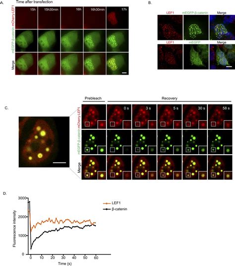 Lef1 Enhances β Catenin Transactivation Through Idr Dependent Liquid