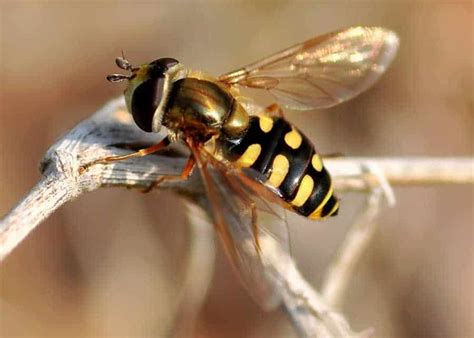 Guide To Hover Flies Syrphid Flies Pollinator And Predator The Buginator