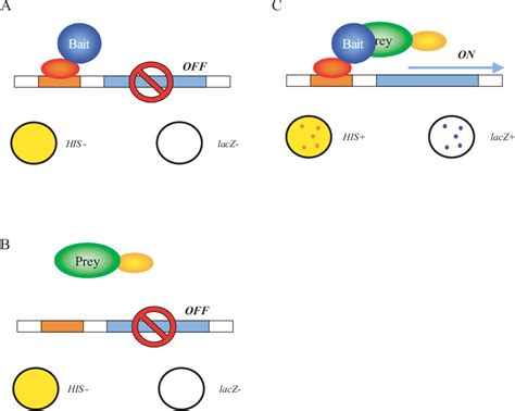 Hybrid Genetics Example
