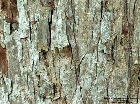 Pecan Tree Bark Identification