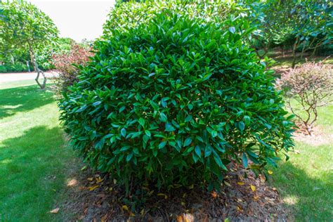 灰莉木图片素材 灰莉木设计素材 灰莉木摄影作品 灰莉木源文件下载 灰莉木图片素材下载 灰莉木背景素材 灰莉木模板下载 搜索中心