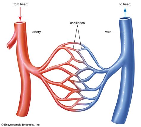 Sketch A Diagram Of The Arterial System Human Arterial Syste