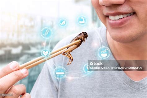 음식 곤충 크리켓 곤충을 먹는 남자의 손 잡고 젓가락 레스토랑 및 아이콘 미디어 영양에 음식으로 튀김 그것은 식사 높은 단백질 식용의 좋은 소스입니다 토모 식 컨셉 개념에