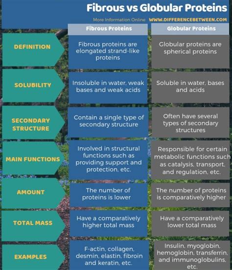 Difference Between Fibrous And Globular Proteins Compare The Difference Between Similar Terms