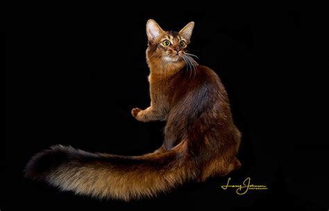 Somali The Cat Fanciers Association