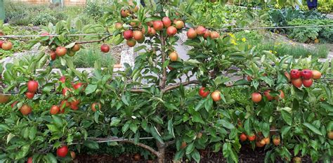 Orchard Pruning Swift Outdoors
