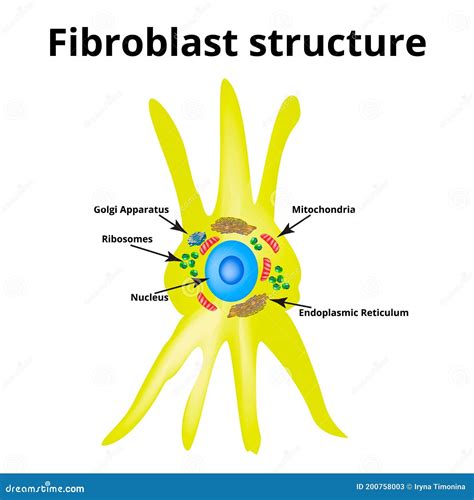 Fibroblast Structure Fibroblast Cell Stock Vector Illustration Of Fibrils Disease 200758003 Fibroblast Structure Fibroblast Cell Stock Vector Illustration Of Fibrils Disease 200758003