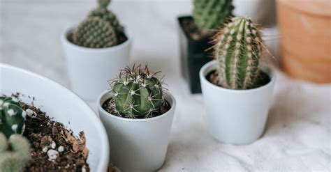 How To Grow Cactus Indoors Answeringeverything