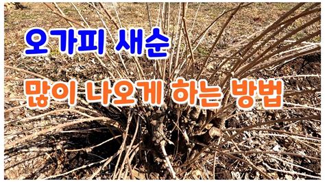 오가피 새순 많이 수확하려면 이렇게 해보세요 오가피나무 재배법 Youtube