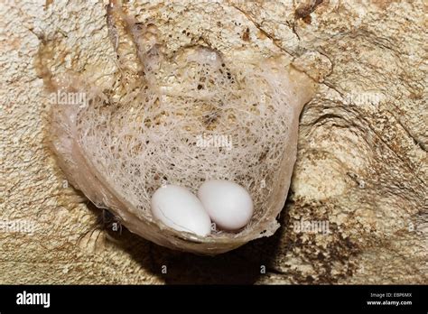 Swiftlet Nest Swiftlet Nest