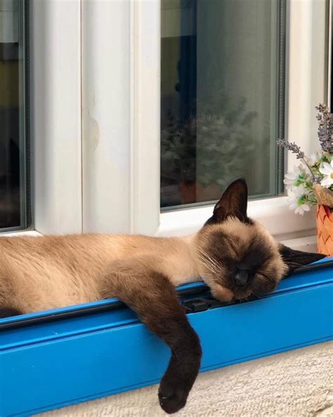 Windowkitty When You Had A Really Good Friday Night Taken In Pécs