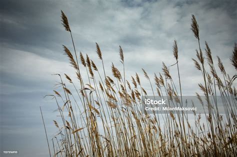 백그라운드에서 검은 구름이 건조 리드 식물의 아름 다운 벽지 0명에 대한 스톡 사진 및 기타 이미지 0명 가을 갈대속 벼과 Istock