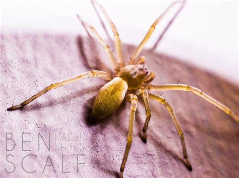 Cheiracanthium Mildei 40mm Macro C Mildei Usually Has A Flickr