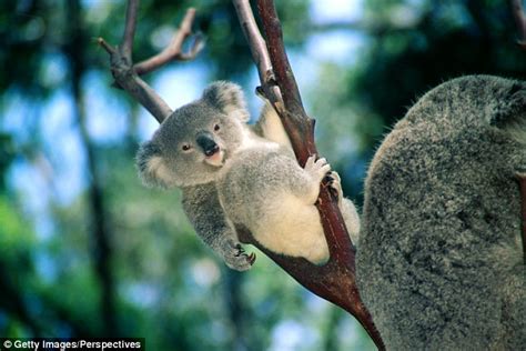 Koalas Sex Lives Revealed After Marsupials Are Fitted With Gps