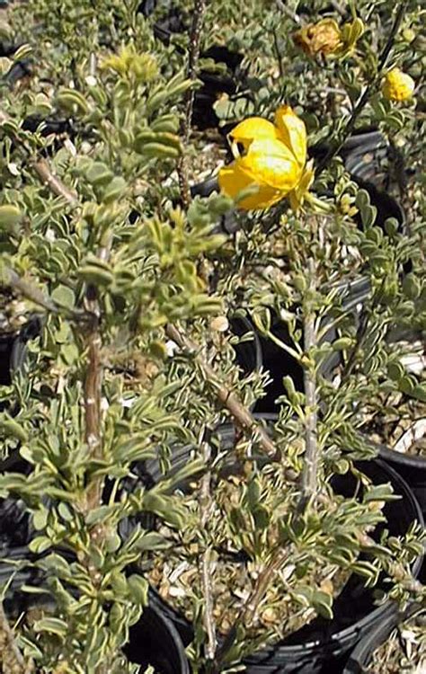 Shrubby Senna Senna Wislizeni