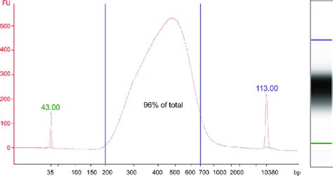 Bioanalyzer Electropherogram Left And Gel Right After Library Size Download Scientific
