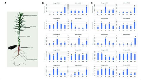 Stem Loop Rt Qpcr Validation Of Known And New Mirnas In A Download Scientific Diagram