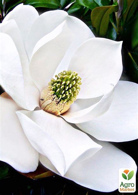 Магнолія грузинська Королівська найбільша квітка купити поштою в
