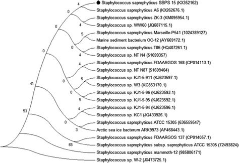 Phylogenetic Tree Of The Most Potential Marine Staphylococcus