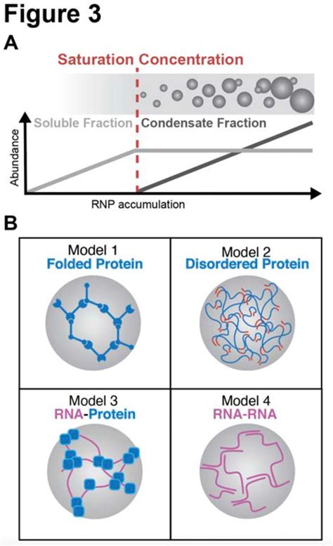 Figure 3 From The Multiscale And Multiphase Organization Of The