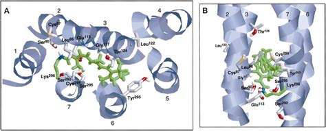Computer Graphics Model Of The Blue Shifted Rhodopsin Mutant Showing Download Scientific