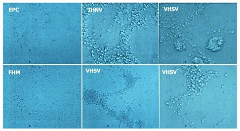Cytopathic Effect Cpe Caused By Viral Hemorrhagic Septicemia Virus
