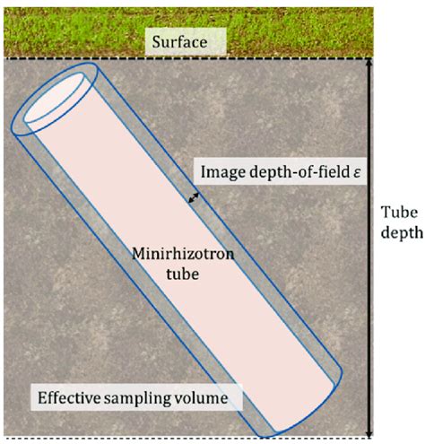 Principle Of The Conversion Of Root Length Surface Density Into Root Download Scientific