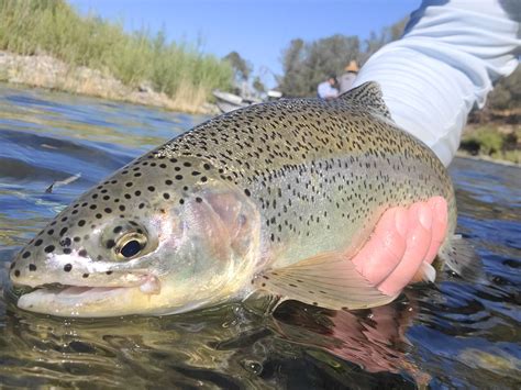 Yuba River Guided Fly Fishing Trips