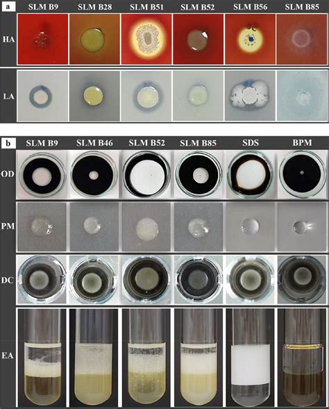 Screening Results Of Biosurfactantbioemulsifier Production By The Download Scientific Diagram