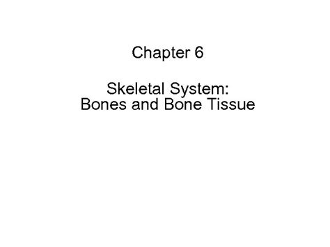 Chapter 6 Skeletal System Bones And Bone Tissue