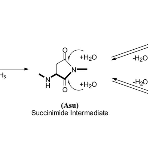 Schematic Representation Of Deamidation Pathways Download